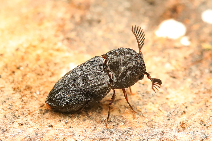 False click beetle - Galbites sp - Singapore Geographic