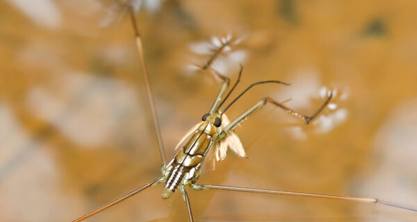 Insect Archives - Singapore Geographic