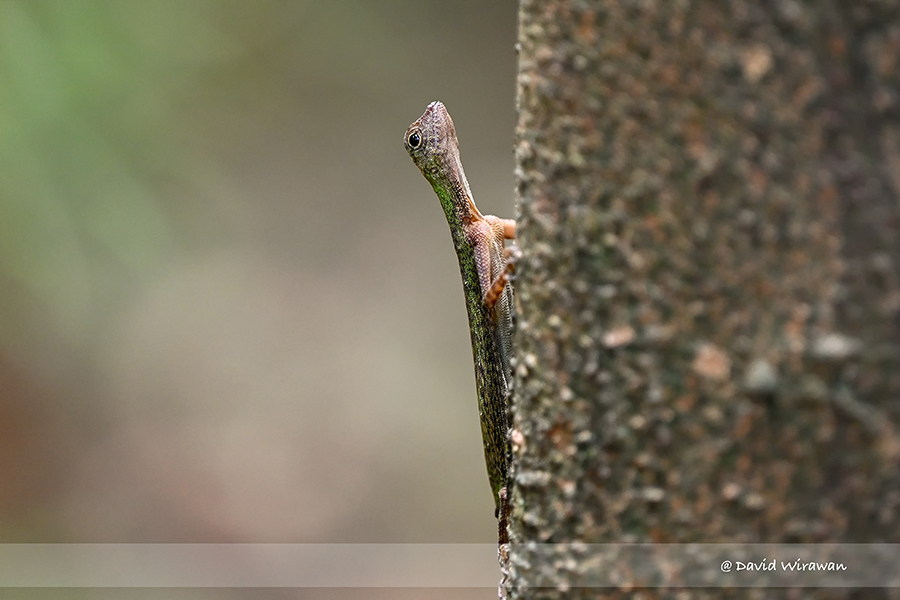 Black-bearded Flying Dragon - Singapore Geographic