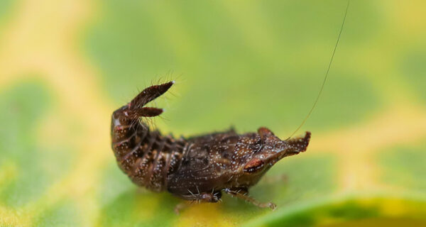 Insects Archives - Singapore Geographic