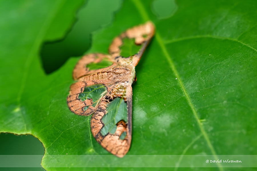 Arctornis ecnomoda - Singapore Geographic