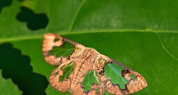 Moths of Singapore - Singapore Geographic