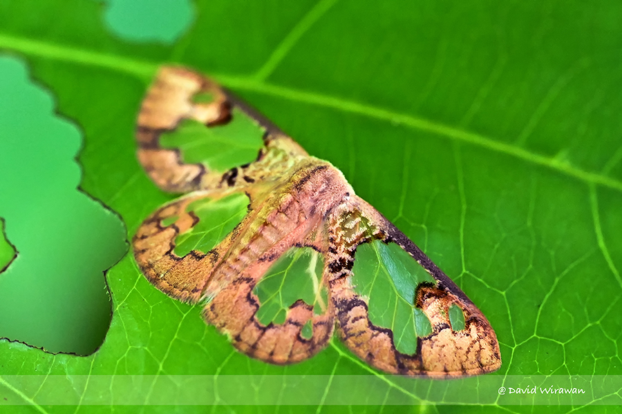 Arctornis ecnomoda - Singapore Geographic