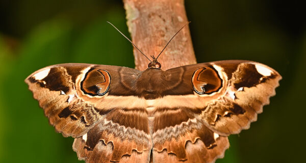 Moth of Singapore - Singapore Geographic