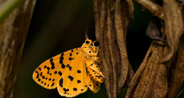 Moths of Singapore - Singapore Geographic