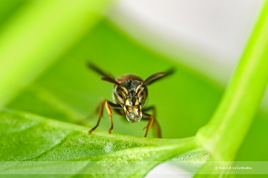 Ropalidia erythrospila - Singapore Geographic