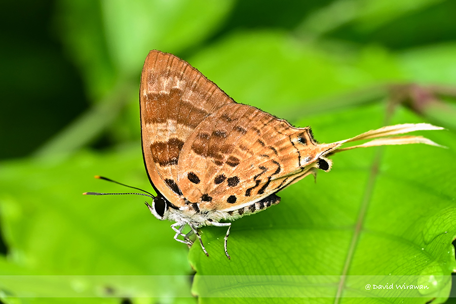 The Plane - Bindahara phocides - Singapore Geographic