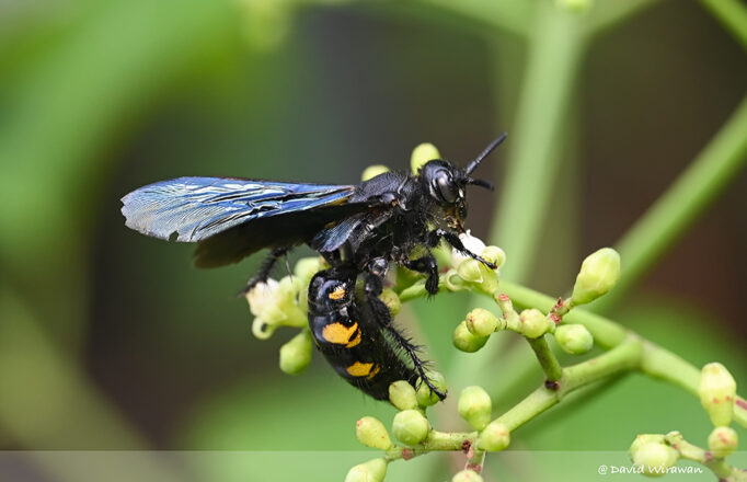 Bee - Wasp - Hornet Archives - Singapore Geographic