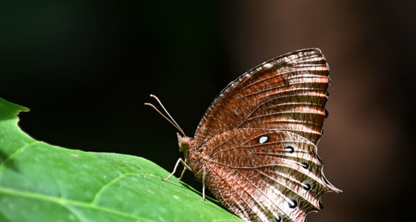 Butterfly Archives - Singapore Geographic