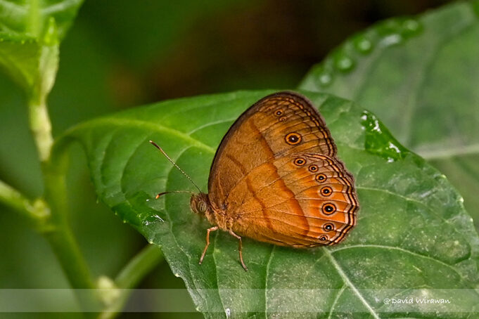 Malayan Bush Brown - Singapore Geographic