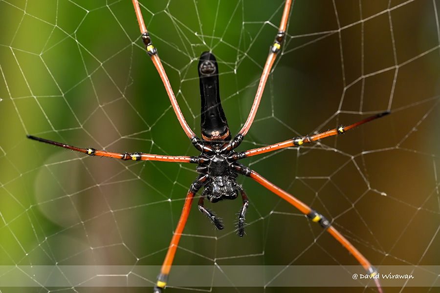 Nephila Kuhlii - Singapore Geographic