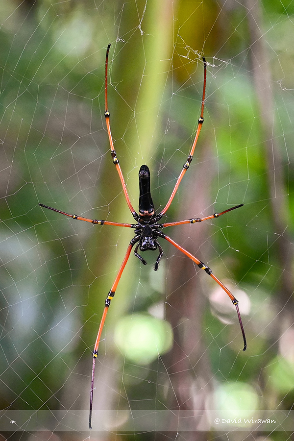 Nephila Kuhlii - Singapore Geographic