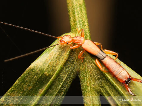 Cicadas - Singapore Geographic