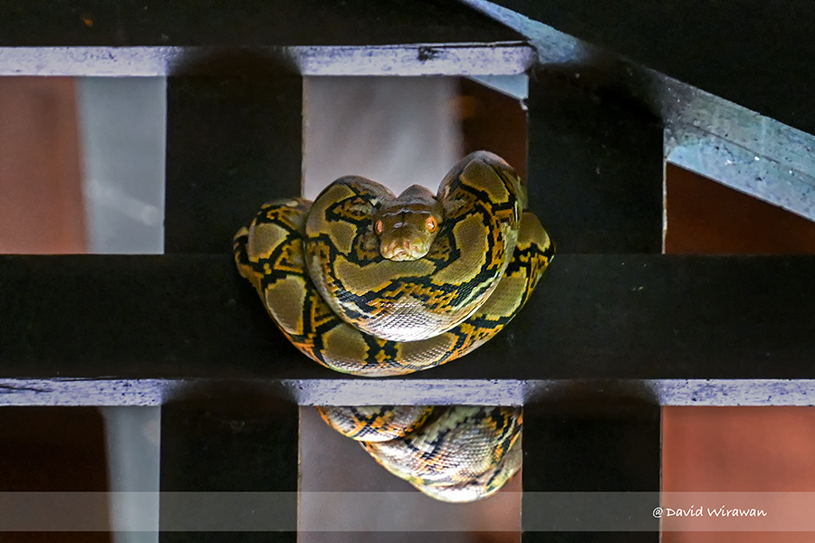 Reticulated Python - Singapore Geographic Reticulated Python - Singapore Geographic