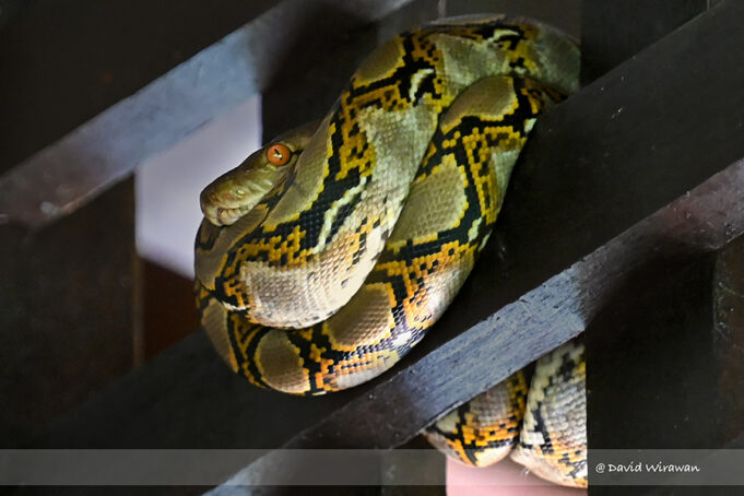 Reticulated Python - Singapore Geographic Reticulated Python - Singapore Geographic