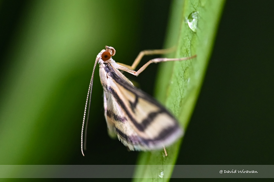 Spilomelinae sp - Singapore Geographic