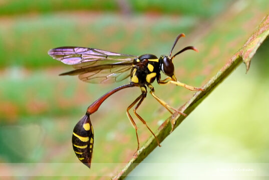 Bee - Wasp - Hornet Archives - Singapore Geographic