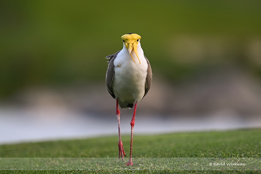 Masked Lapwing - Singapore Geographic