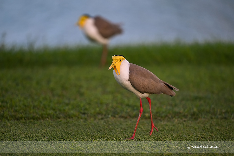 Masked Lapwing - Singapore Geographic