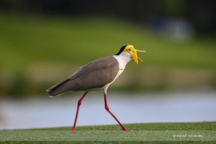 Masked Lapwing - Singapore Geographic