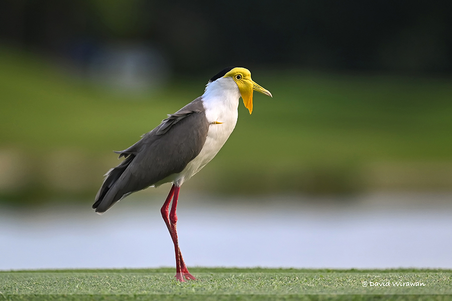 Masked Lapwing - Singapore Geographic