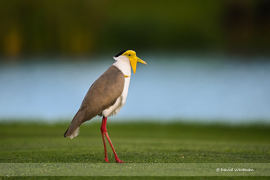 Masked Lapwing - Singapore Geographic