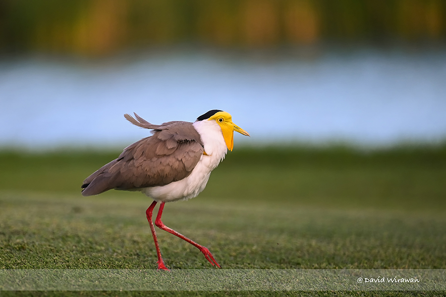 Masked Lapwing - Singapore Geographic