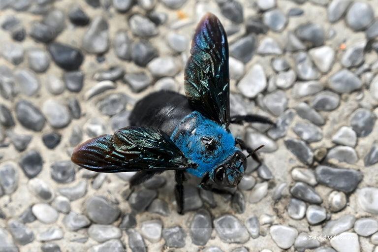 Blue Carpenter Bee - Xylocopa caerulea - Singapore Geographic