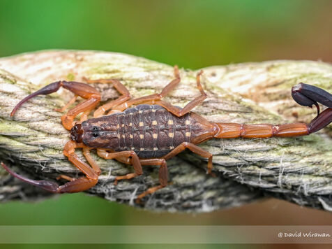 Cicadas - Singapore Geographic