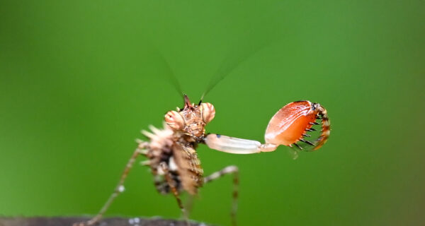 Insect Archives - Singapore Geographic