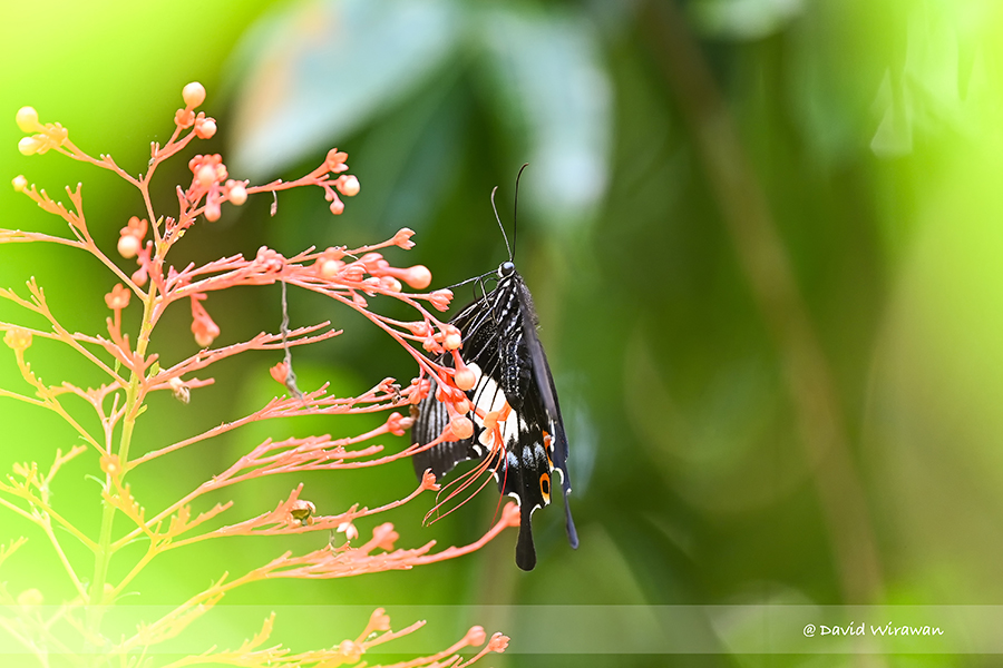 Great Helen - Singapore Geographic