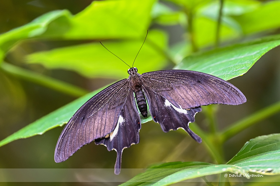 Great Helen - Singapore Geographic