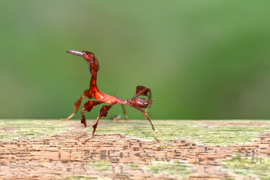 Leaf Insect Nymph - Phyllium sp - Singapore Geographic