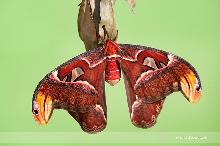 Atlas Moth - Singapore Geographic