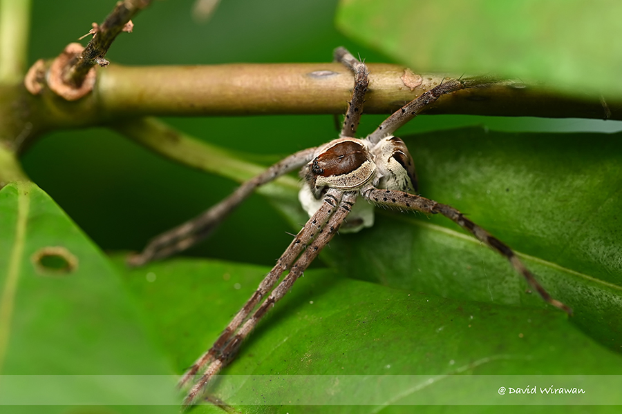 Singapore Fishing Spider - Singapore Geographic