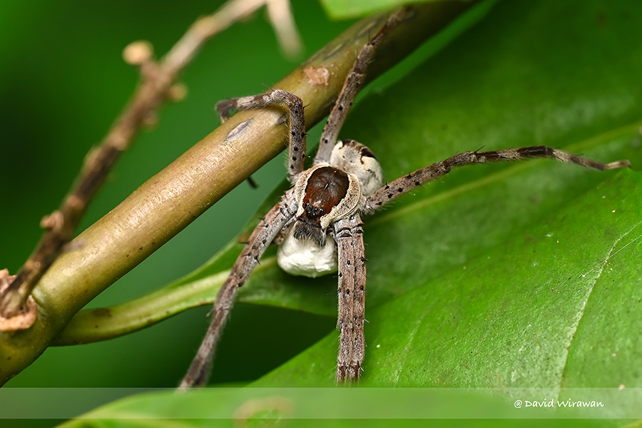 Singapore Fishing Spider - Singapore Geographic