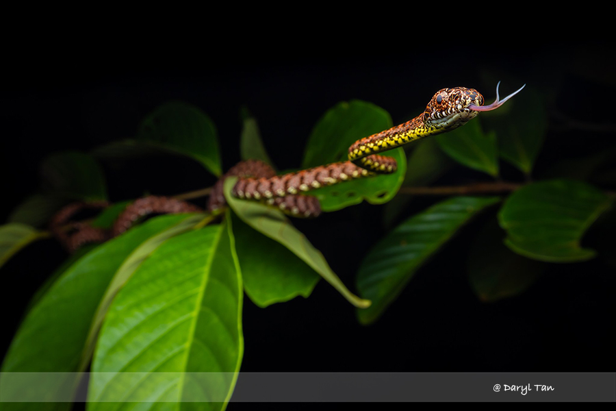 Jasper Cat Snake - Singapore Geographic