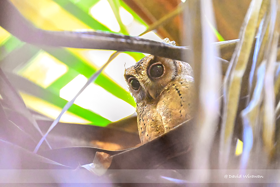 Sunda Scops Owl - Singapore Geographic