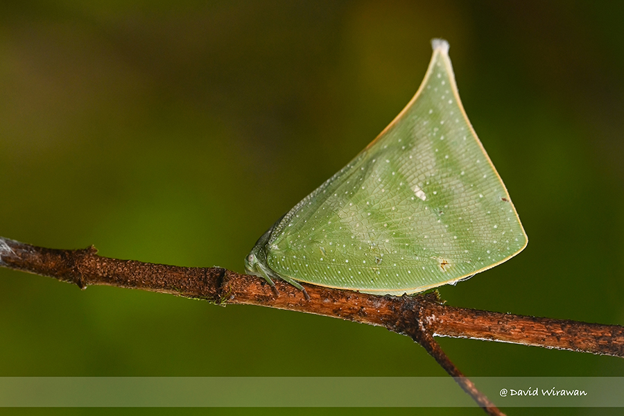 Maliau Planthopper - Singapore Geographic