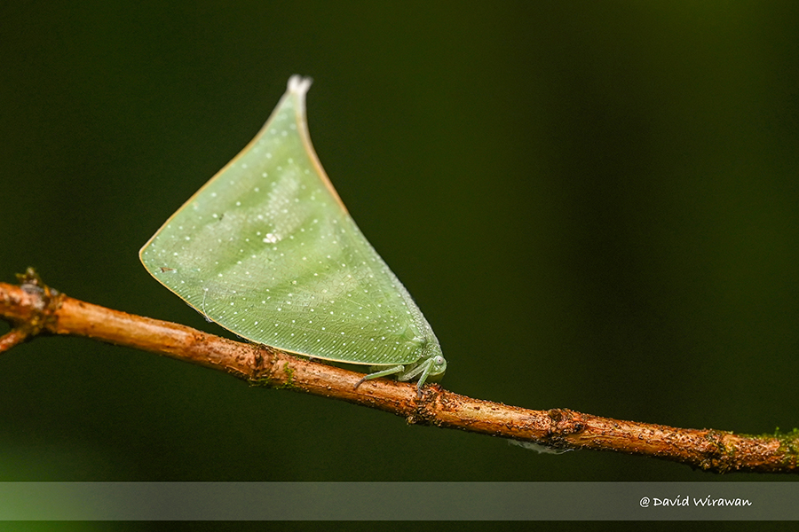 Maliau Planthopper - Singapore Geographic