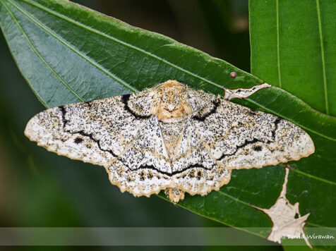 Moths of Singapore - Singapore Geographic