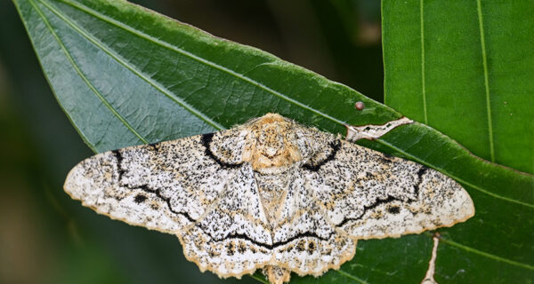 Moths of Singapore - Singapore Geographic