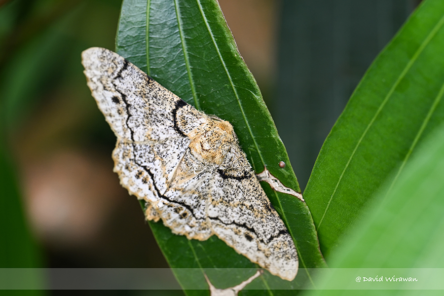 Biston pustulata - Singapore Geographic
