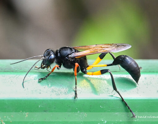 Bee - Wasp - Hornet Archives - Singapore Geographic
