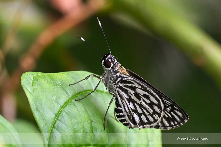 Chequered Lancer - Singapore Geographic