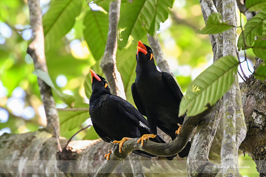 Common Hill Myna - Singapore Geographic
