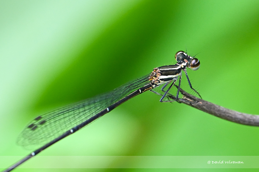 Prodasineura verticalis humeralis - Singapore Geographic