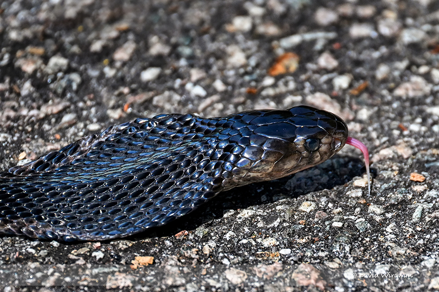 Black Spitting Cobra - Singapore Geographic