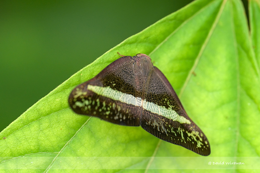 Pochazia sinuata - Singapore Geographic