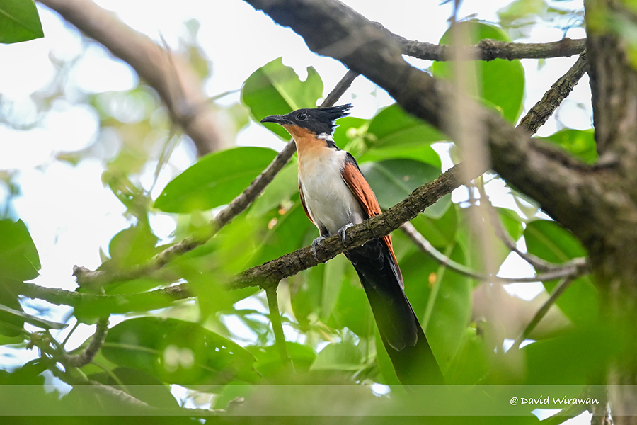 Chestnut-winged cuckoo - Singapore Geographic